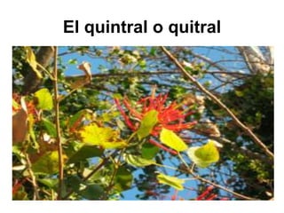 Medicina Ancestral Mapuche | PPTX