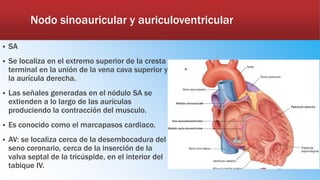 anatomia del corazon | PPTX