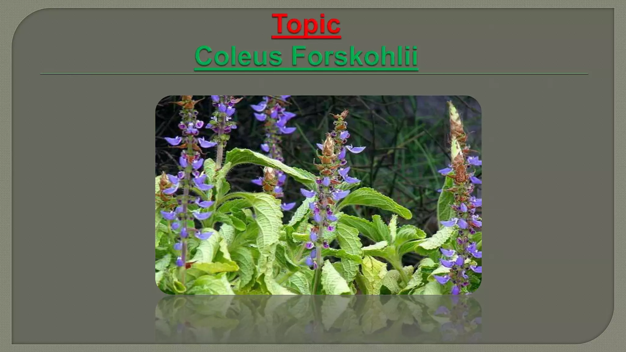 Coleus forskohlii Medicinal plant | PPTX