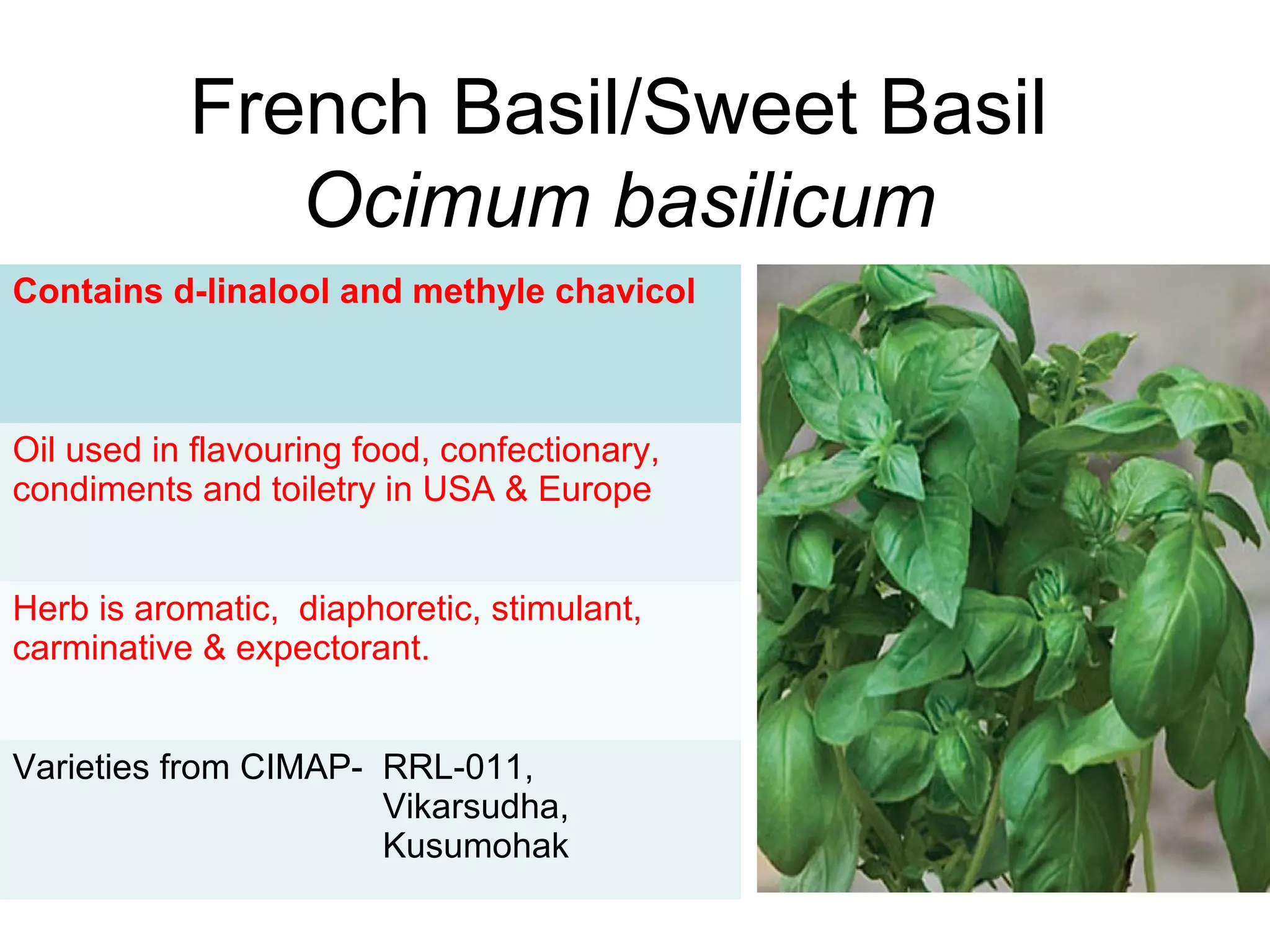 Medicinal and aromatical plants,cultivation of medicinal and aromatic ...