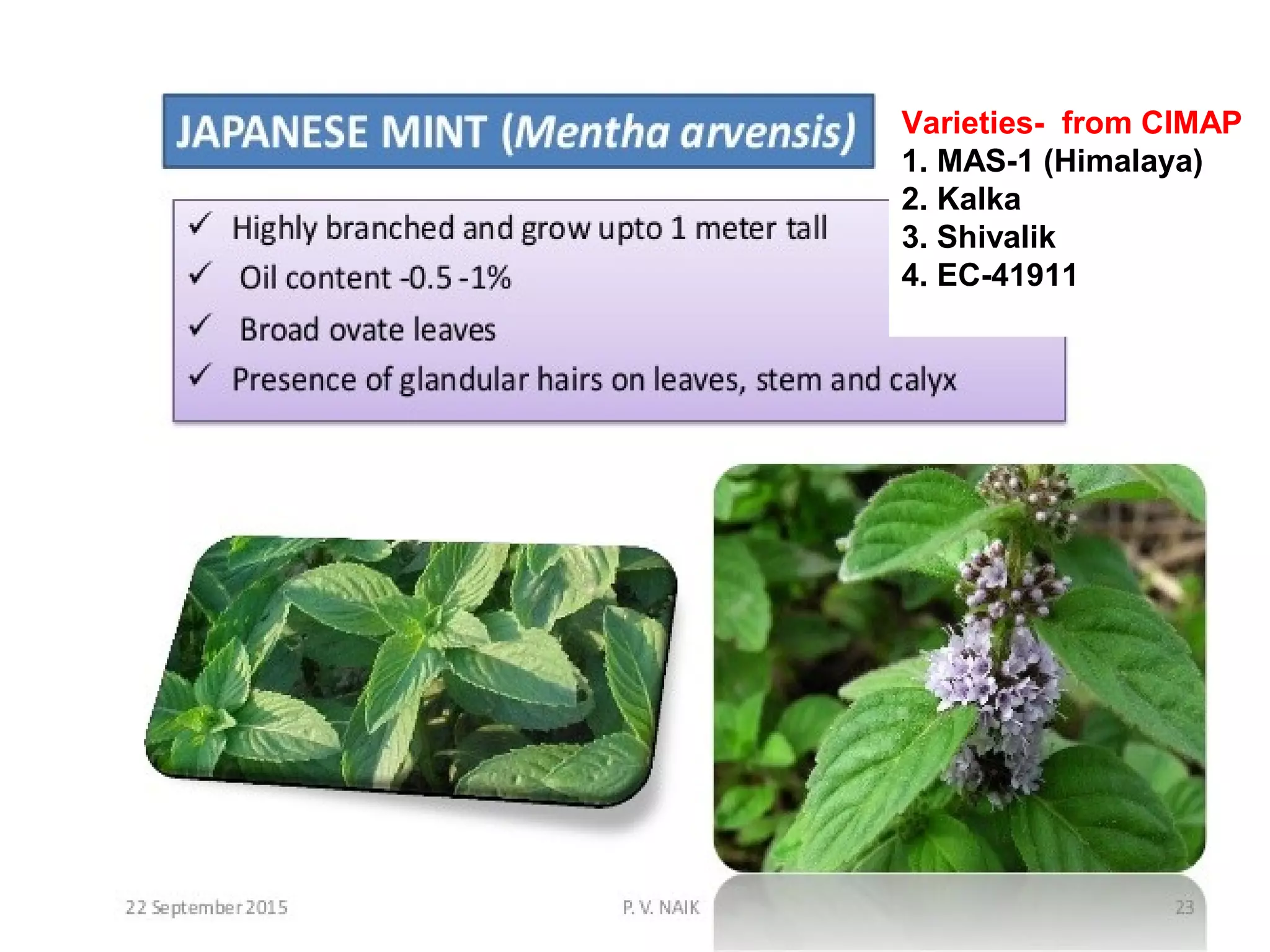 Medicinal and aromatical plants,cultivation of medicinal and aromatic ...