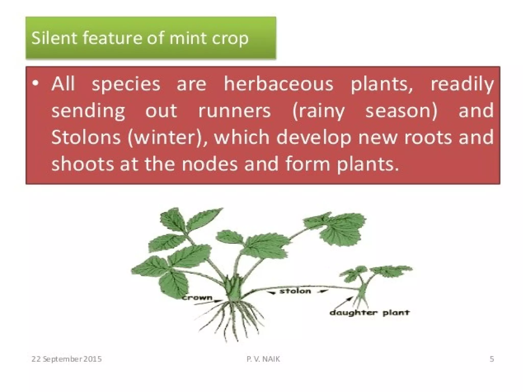 Medicinal and aromatical plants,cultivation of medicinal and aromatic ...