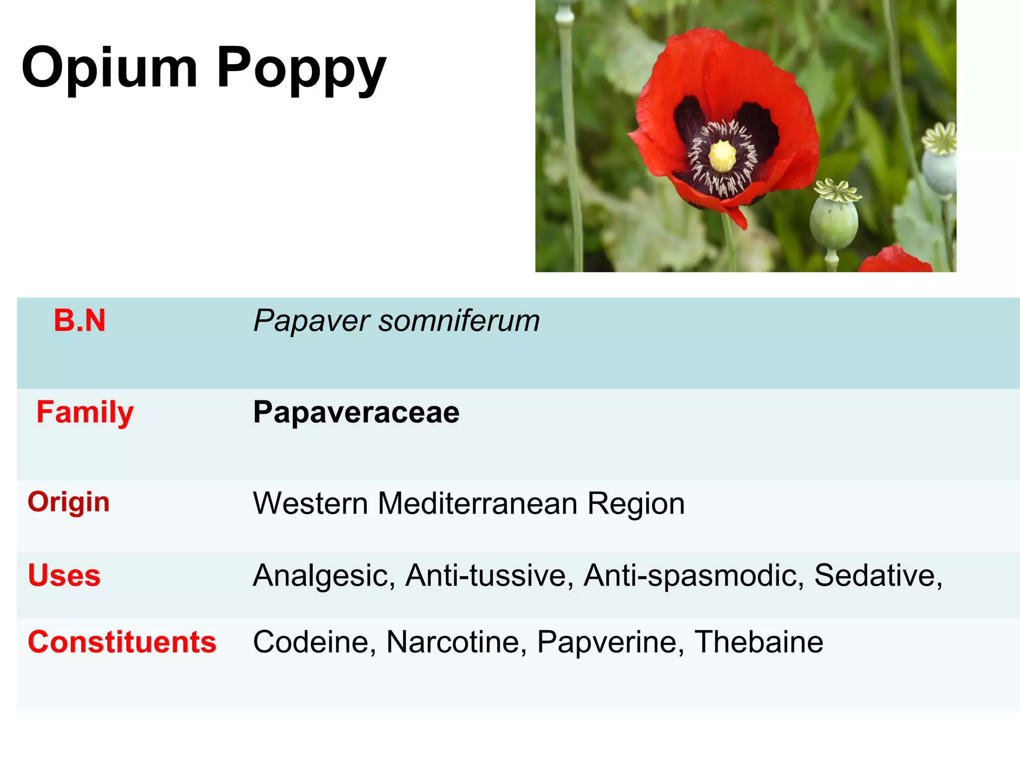 Medicinal and aromatical plants,cultivation of medicinal and aromatic ...