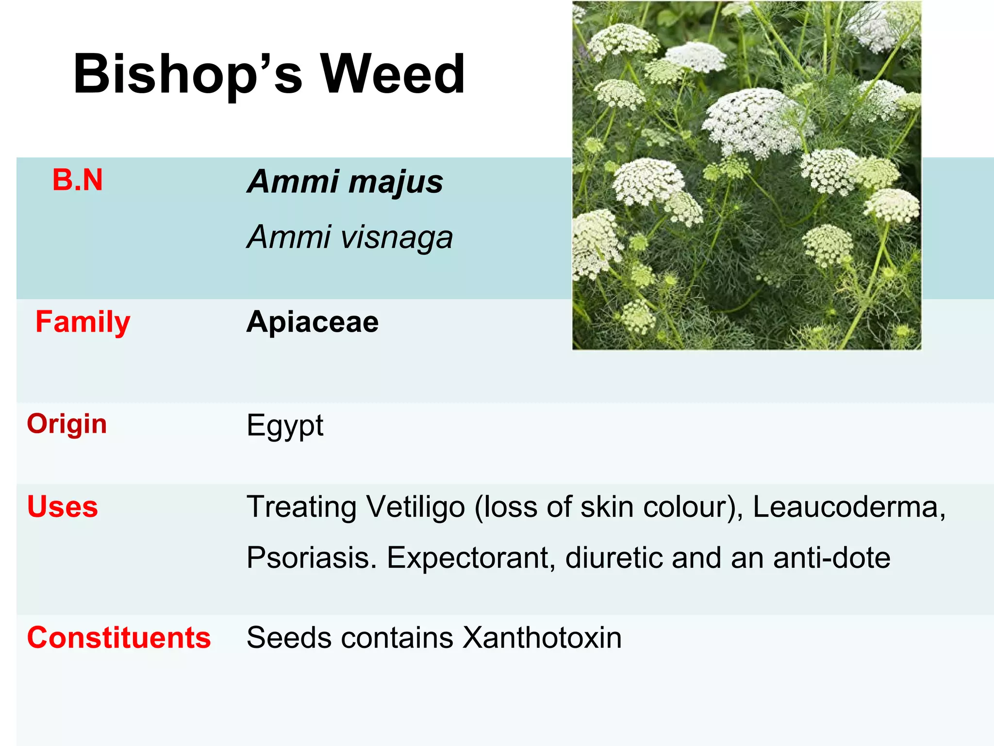 Medicinal and aromatical plants,cultivation of medicinal and aromatic ...