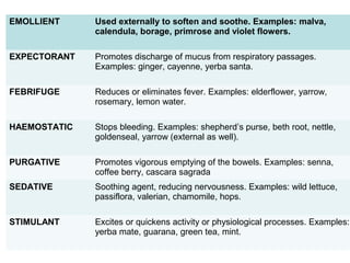 Medicinal and aromatical plants,cultivation of medicinal and aromatic ...