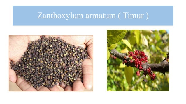 Timur ( Zanthoxylum armatum) Medicinal And Aromatic Plant Of Nepal ...