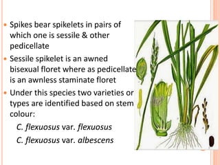 Medicinal and aromatic plants | PPTX