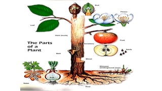Medicinal and Aromatic Plants.pptx