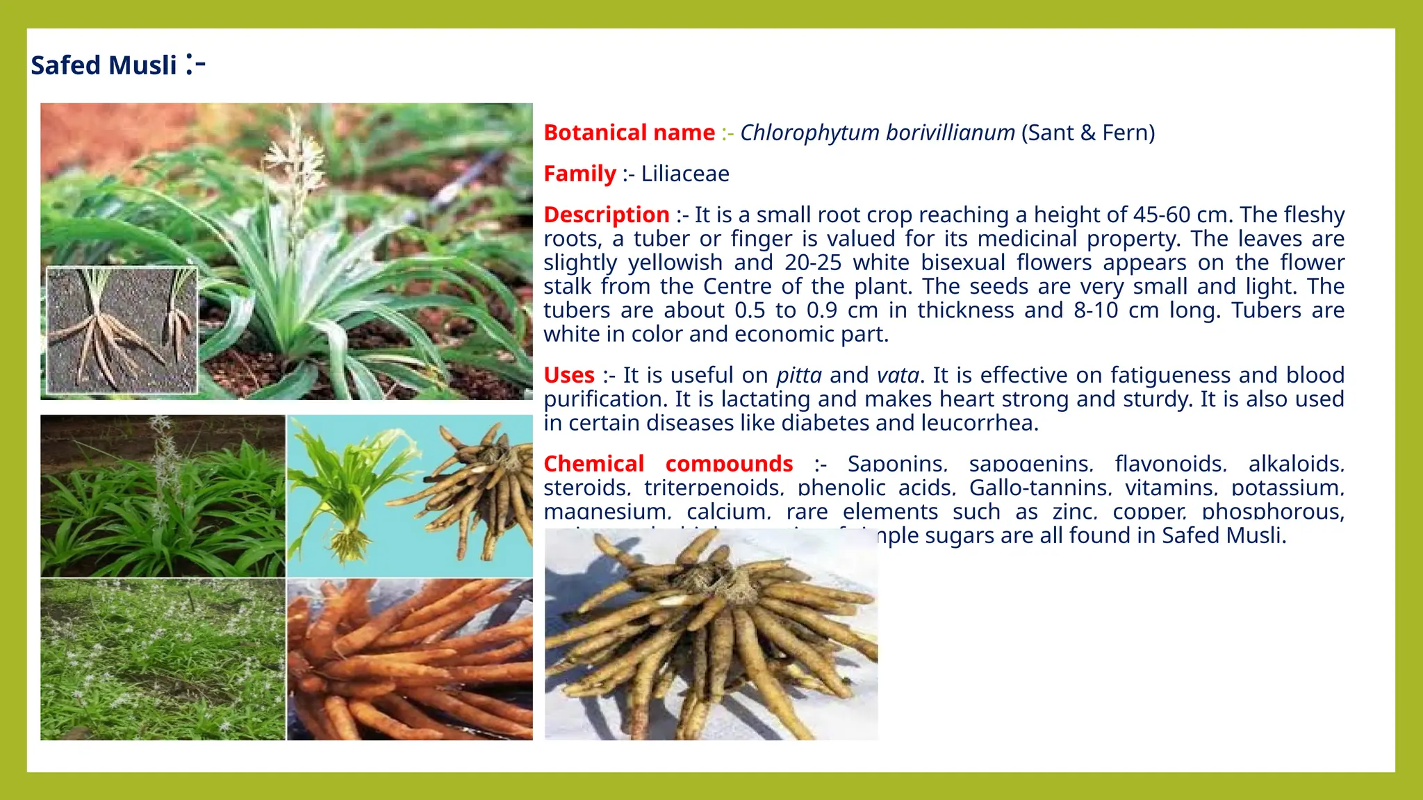 IDENTIFICATION OF THE MEDICINAL AND AROMATIC PLANTS | PPTX