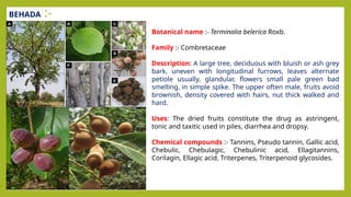 IDENTIFICATION OF THE MEDICINAL AND AROMATIC PLANTS | PPT