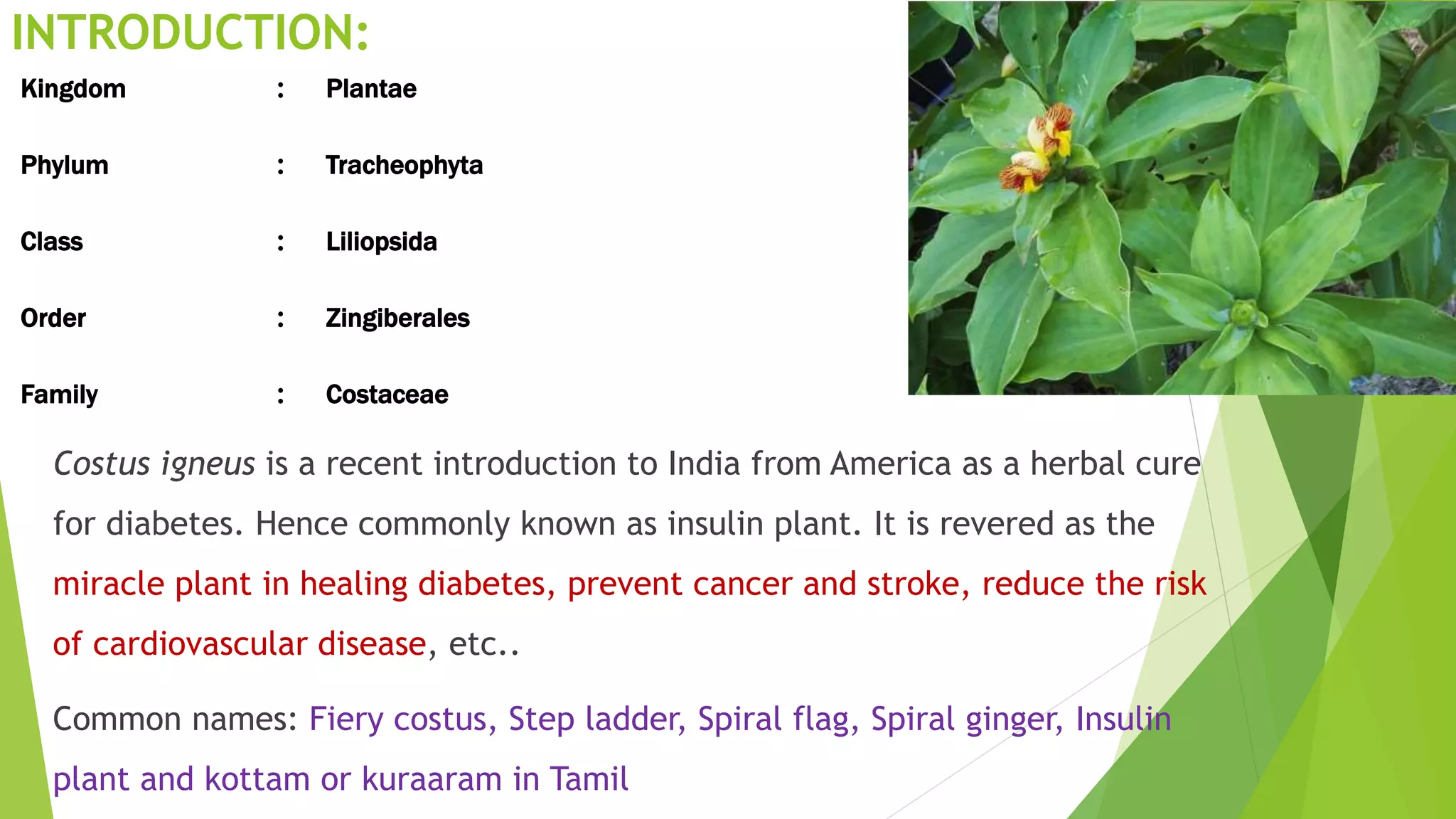 Medicinal Benefits of Insulin Plant (Costus igneus) | PPTX