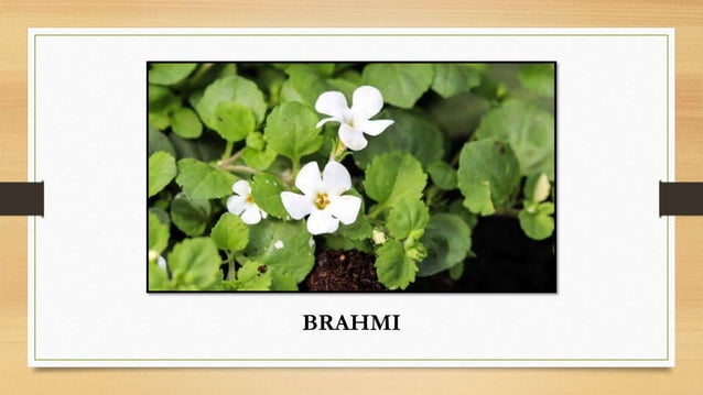 Medicinal_Botany[1] ppt.pptx | Free Download