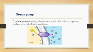 Presentation On Proton Pump Inhibitor | PPTX