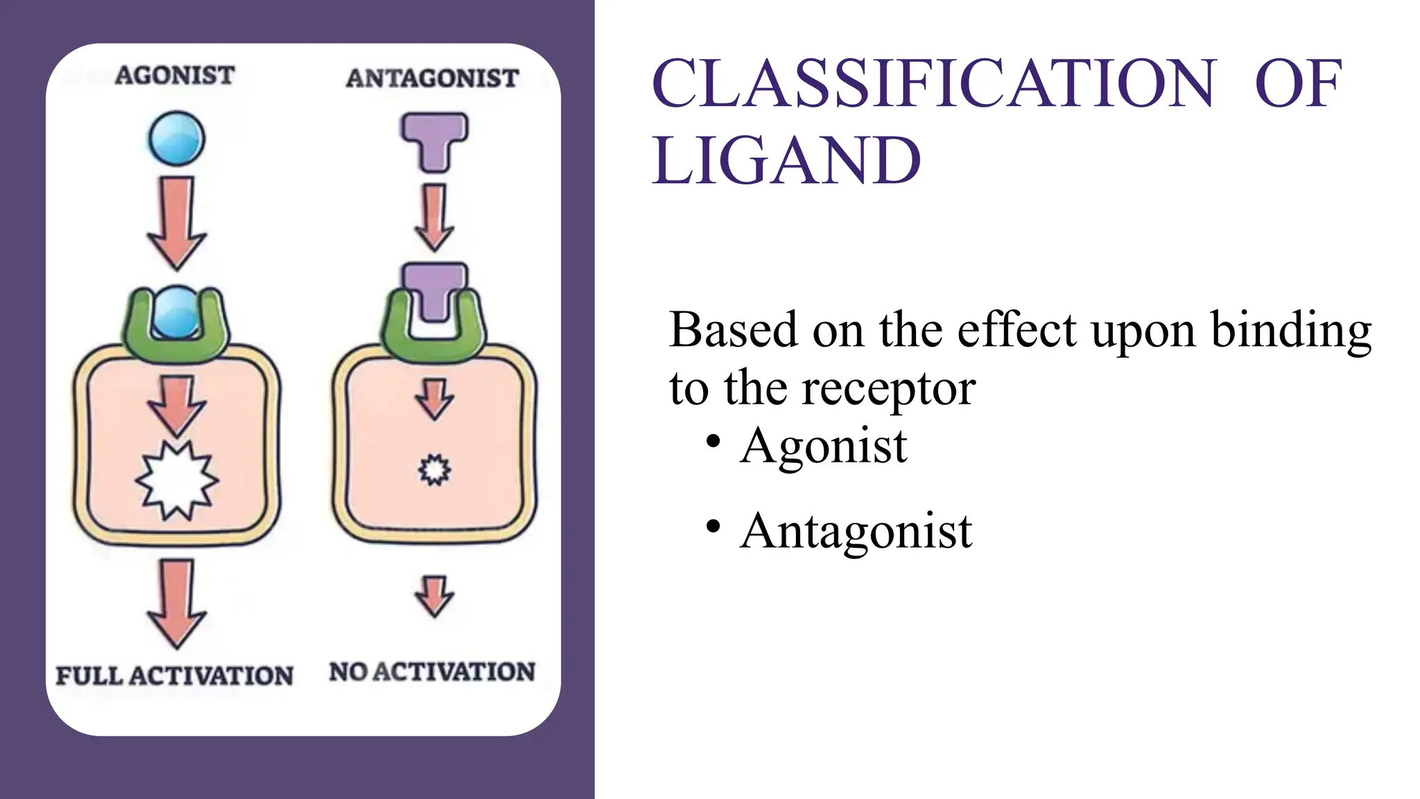 MEDICINAL CHEMISTRY AGONIST VS ANTAGONIST | PPTX