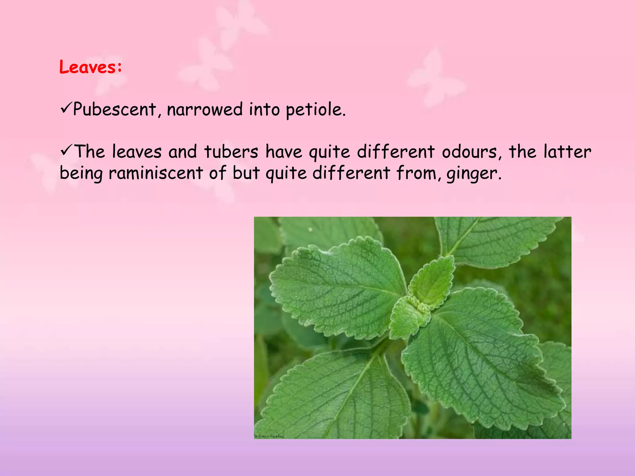 MEDICINAL COLEUS.pptx