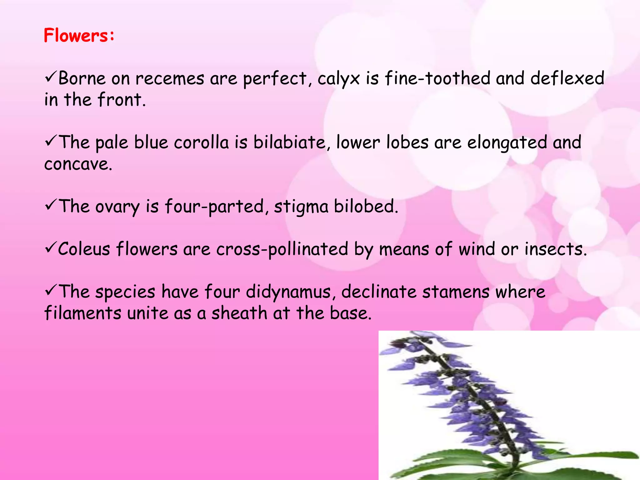 MEDICINAL COLEUS.pptx