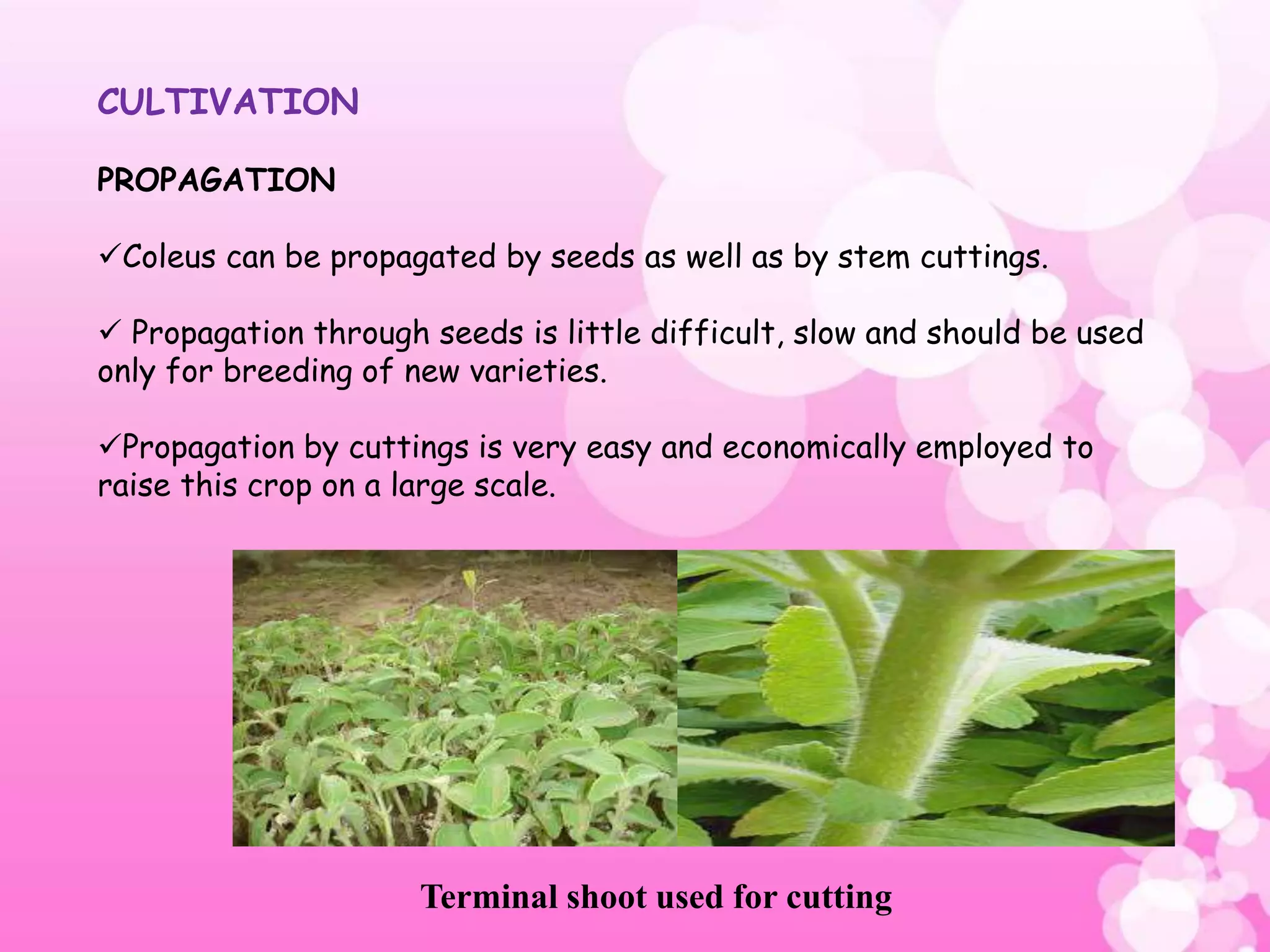 MEDICINAL COLEUS.pptx