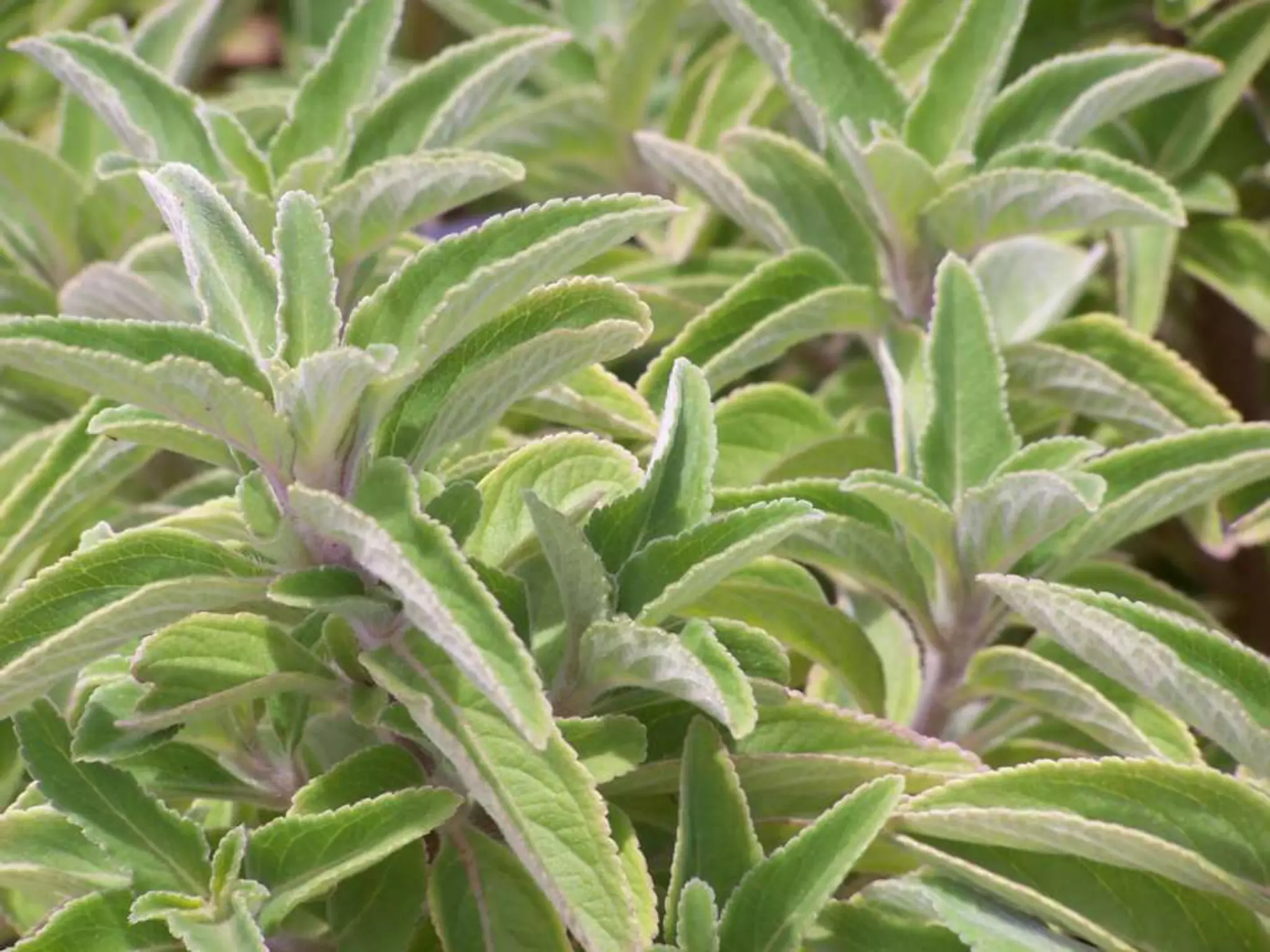 MEDICINAL COLEUS.pptx