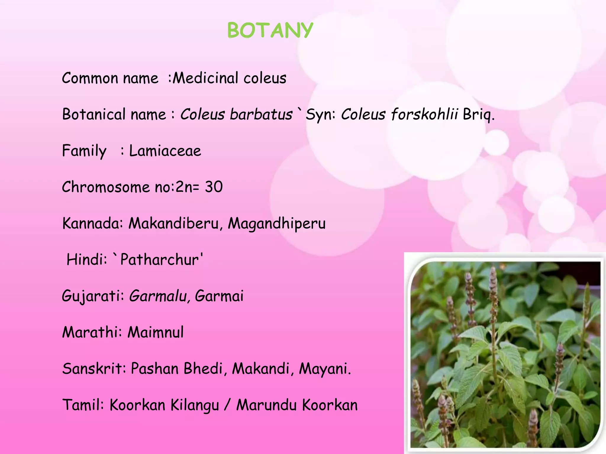 MEDICINAL COLEUS.pptx