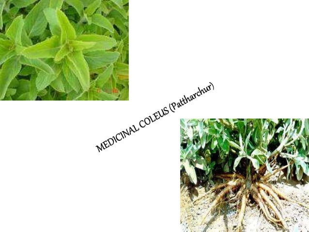 MEDICINAL COLEUS.pptx | Herbs and Supplements | Alternative Medicine