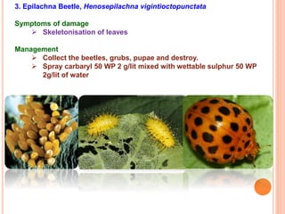 Medicinal crops | PPTX