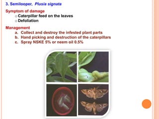 Medicinal crops | PPT