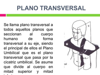 Anatomia topografica | PPTX