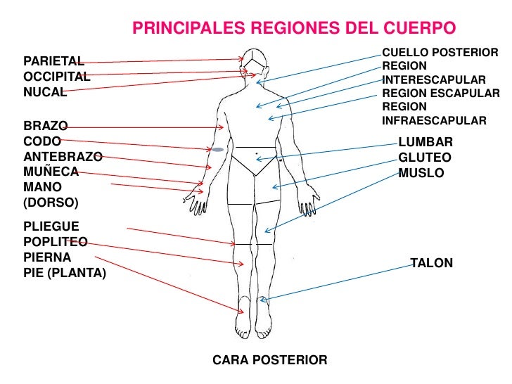 Anatomia topografica