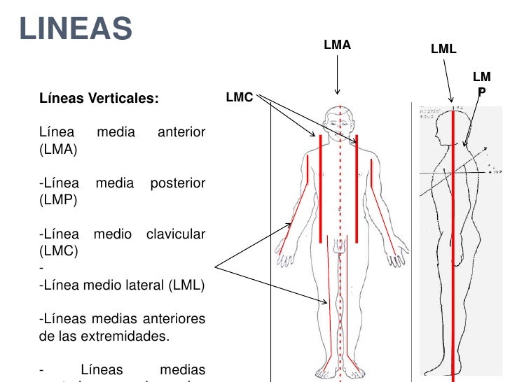 Anatomia topografica