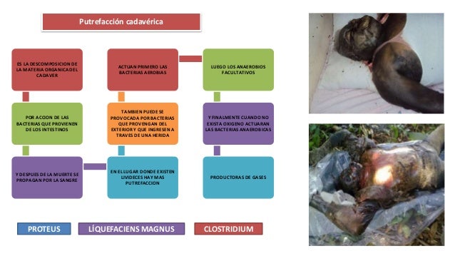 TANATOLOGIA MEDICINA LEGAL MUERTE FENOMENOS CADAVERICOS