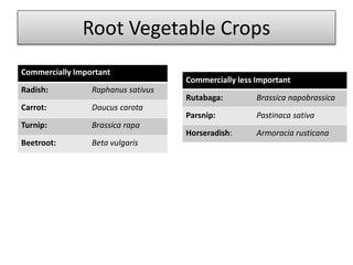 Medicinal, nutritional and nutraceutical values of root crops | PPTX