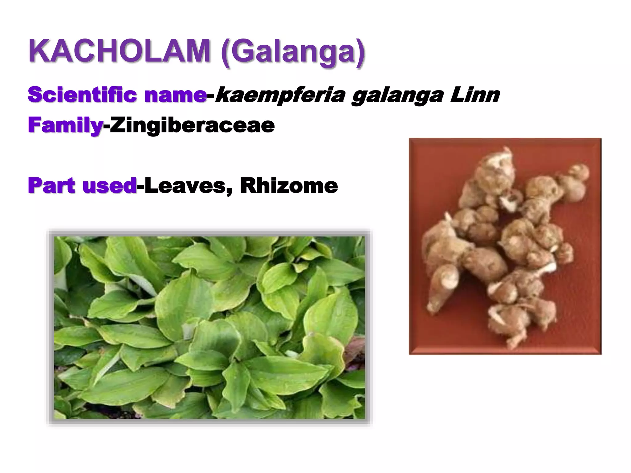 Medicinal plant varieties released from Kerala Agricultural University ...