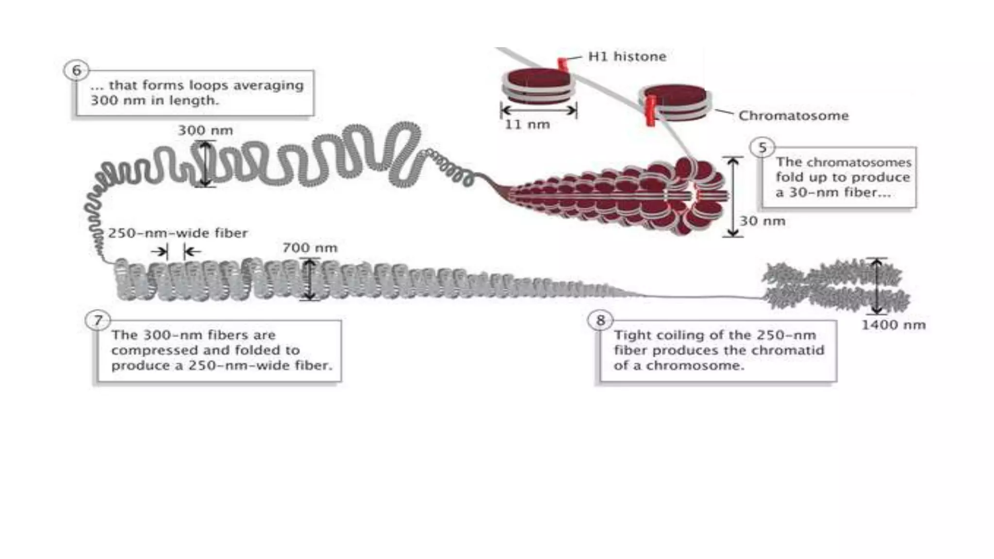 MEDICINAL PLANT BIOTECHNOLOGY UNIT 1, PCG SEM 2.pptx