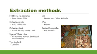 Medicinal plants as a non timber forest product(NTFP) of Sri lanka | PPTX