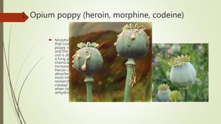 Medicinal plants By Mr Allah Dad Khan Visiting Professor the University ...