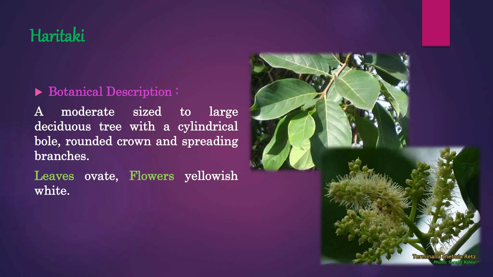Medicinal plants | PPTX