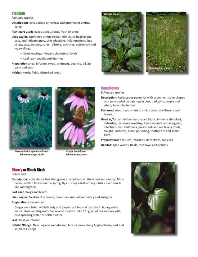 Medicinal plants | PDF