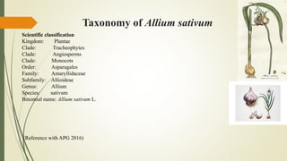 Medicinal plants - Allium sativum | PPTX
