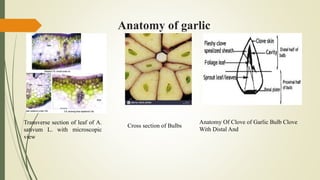 Medicinal plants - Allium sativum | PPTX