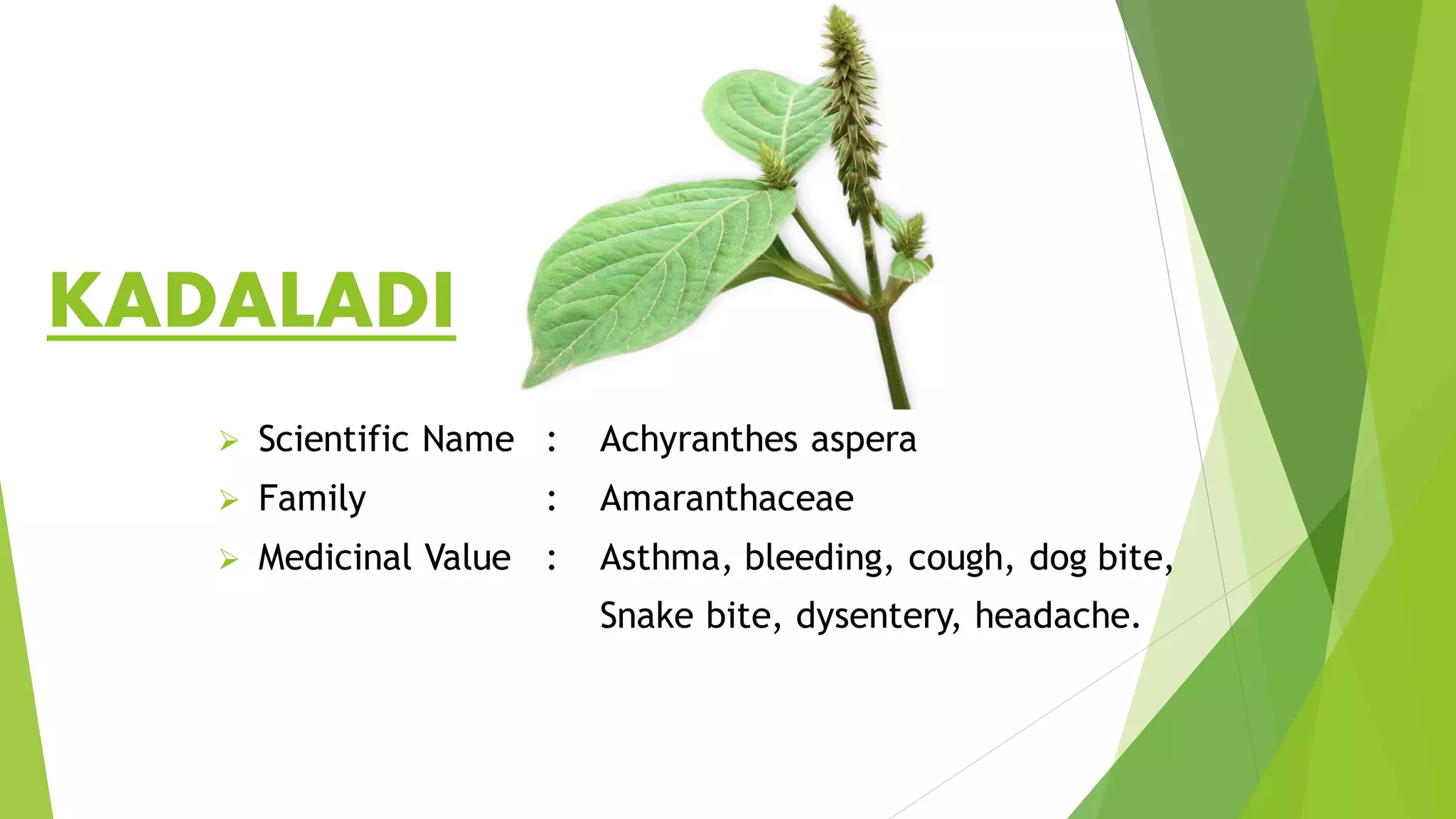 Medicinal Plants.pdf