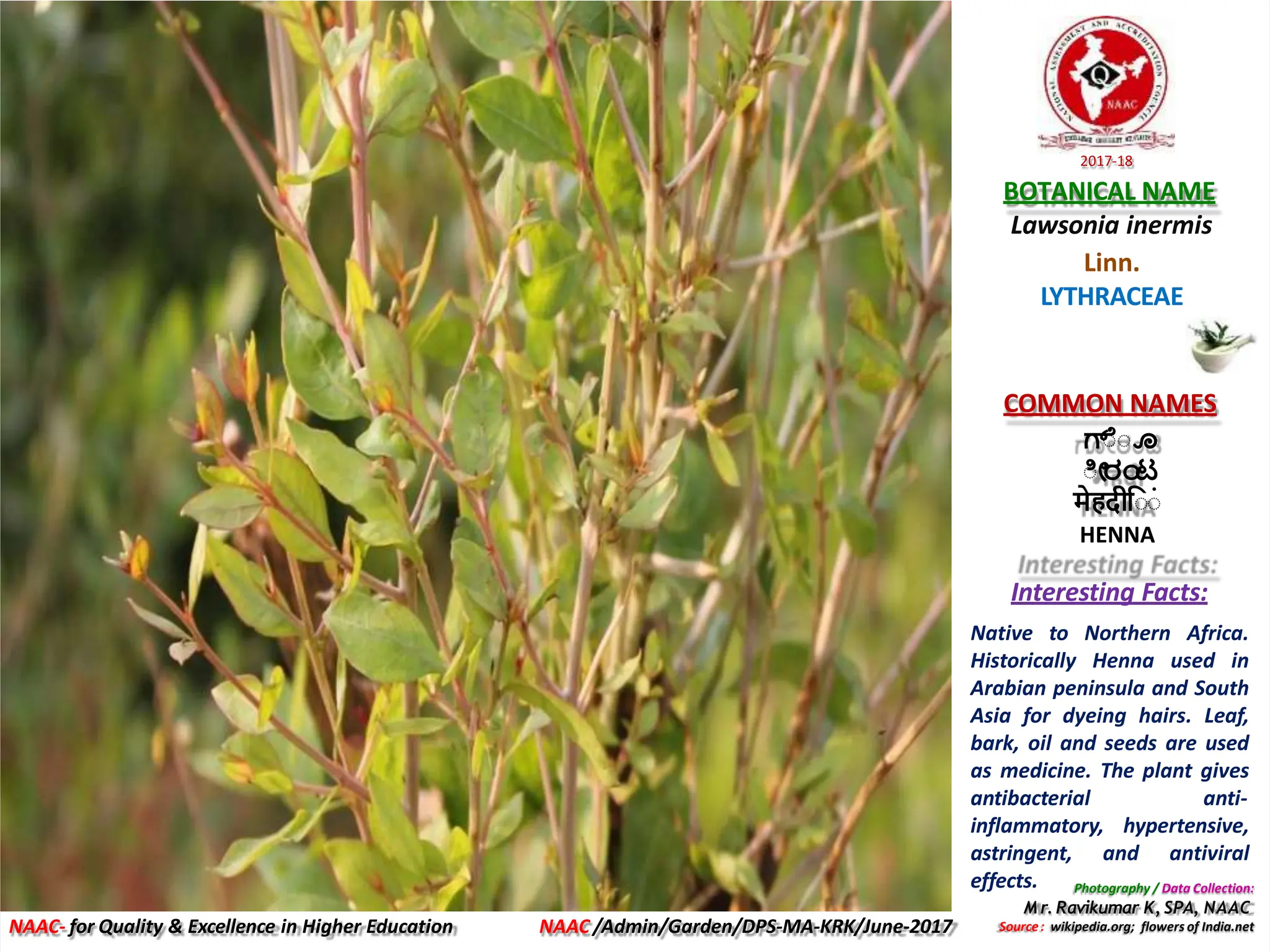 MEDICINAL PLANTS INFORMATION AND THEIR USES | PPT