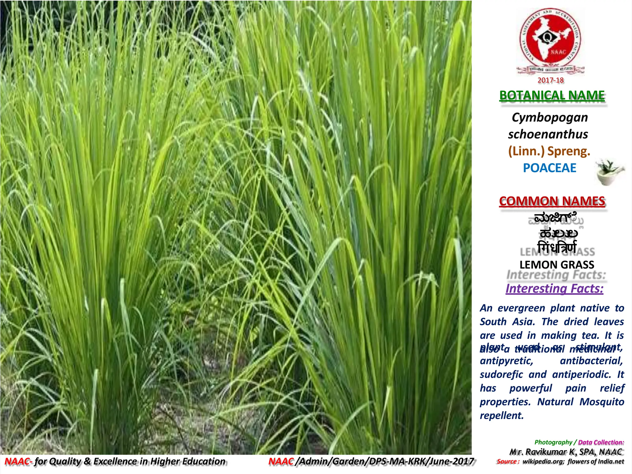 MEDICINAL PLANTS INFORMATION AND THEIR USES | PPTX