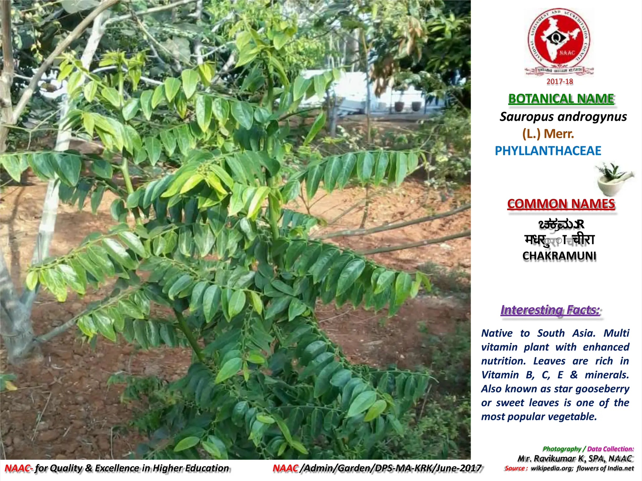 MEDICINAL PLANTS INFORMATION AND THEIR USES | PPTX