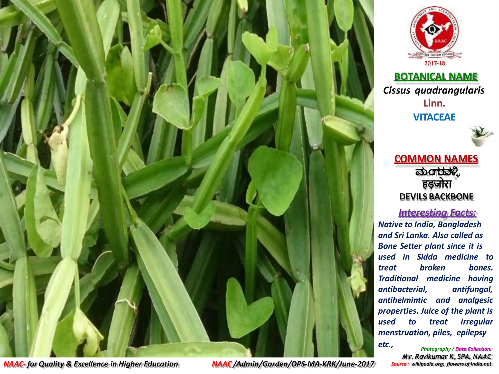MEDICINAL PLANTS INFORMATION AND THEIR USES | PPTX