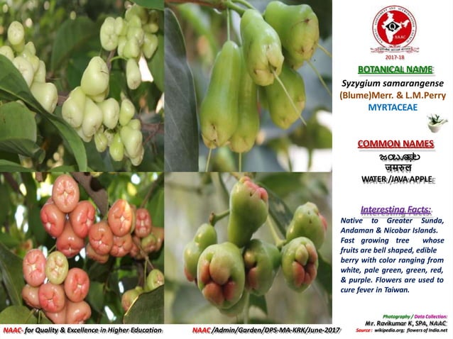 MEDICINAL PLANTS INFORMATION AND THEIR USES | PPT