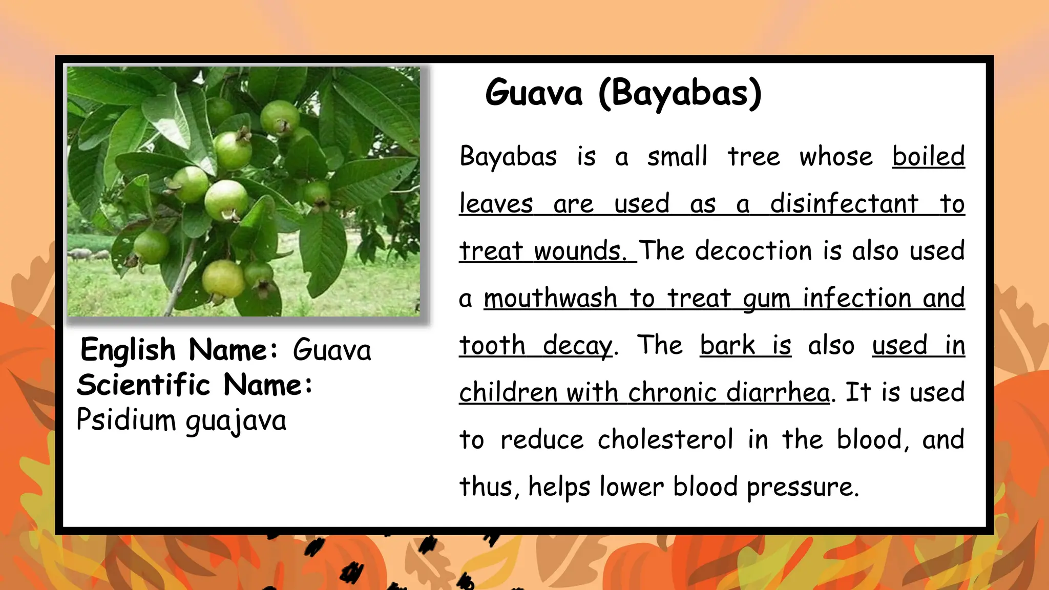 Medicinal Plants for grade 3 science .pptx