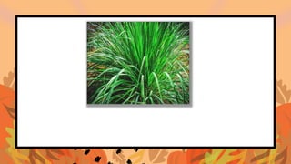 Medicinal Plants for grade 3 science .pptx