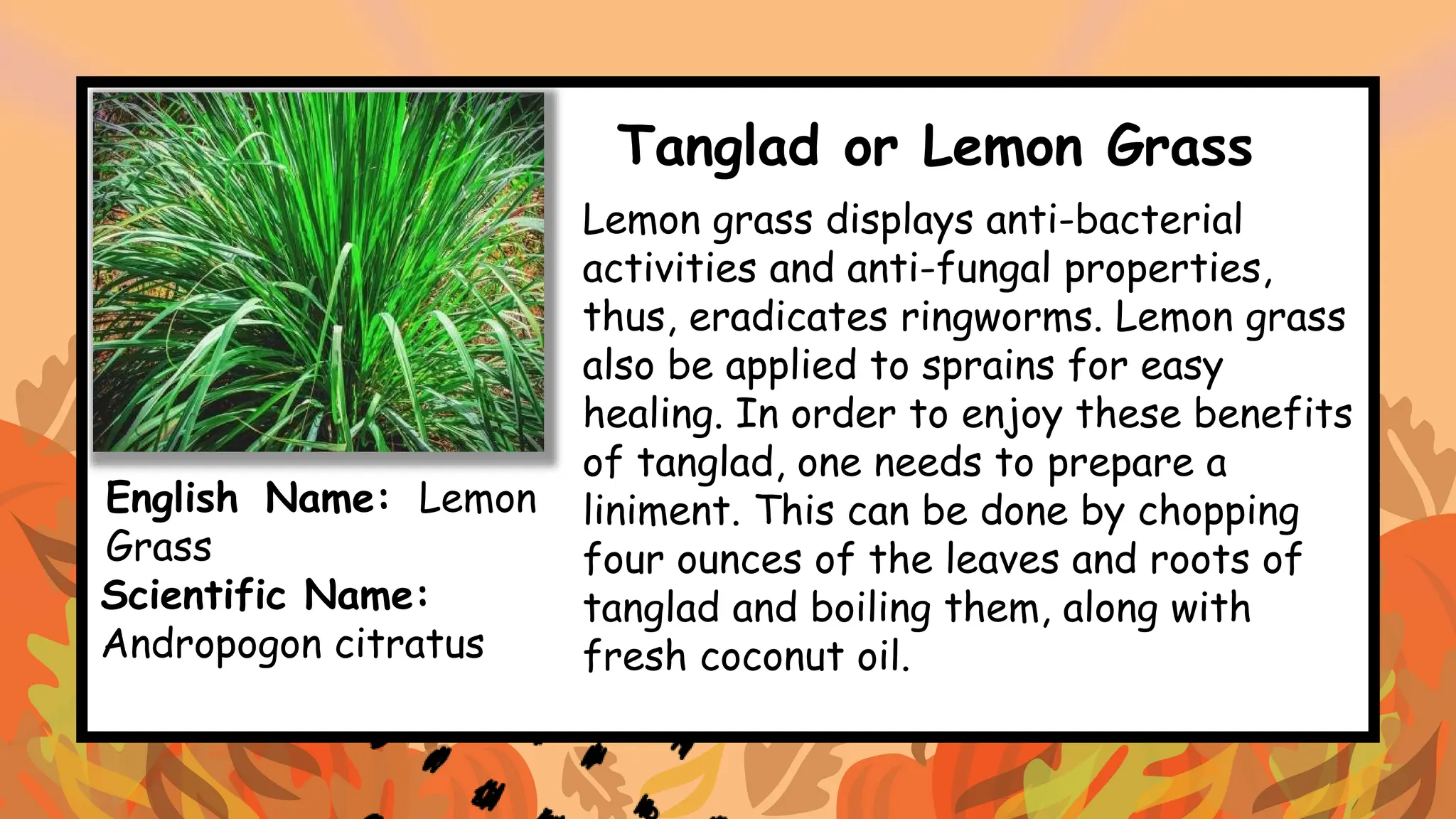 Medicinal Philippine Plants for Grade 3 .pptx