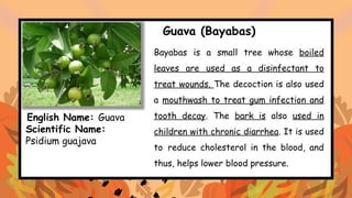 Medicinal Philippine Plants for Grade 3 .pptx