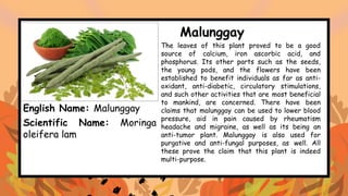 Medicinal Philippine Plants for Grade 3 .pptx